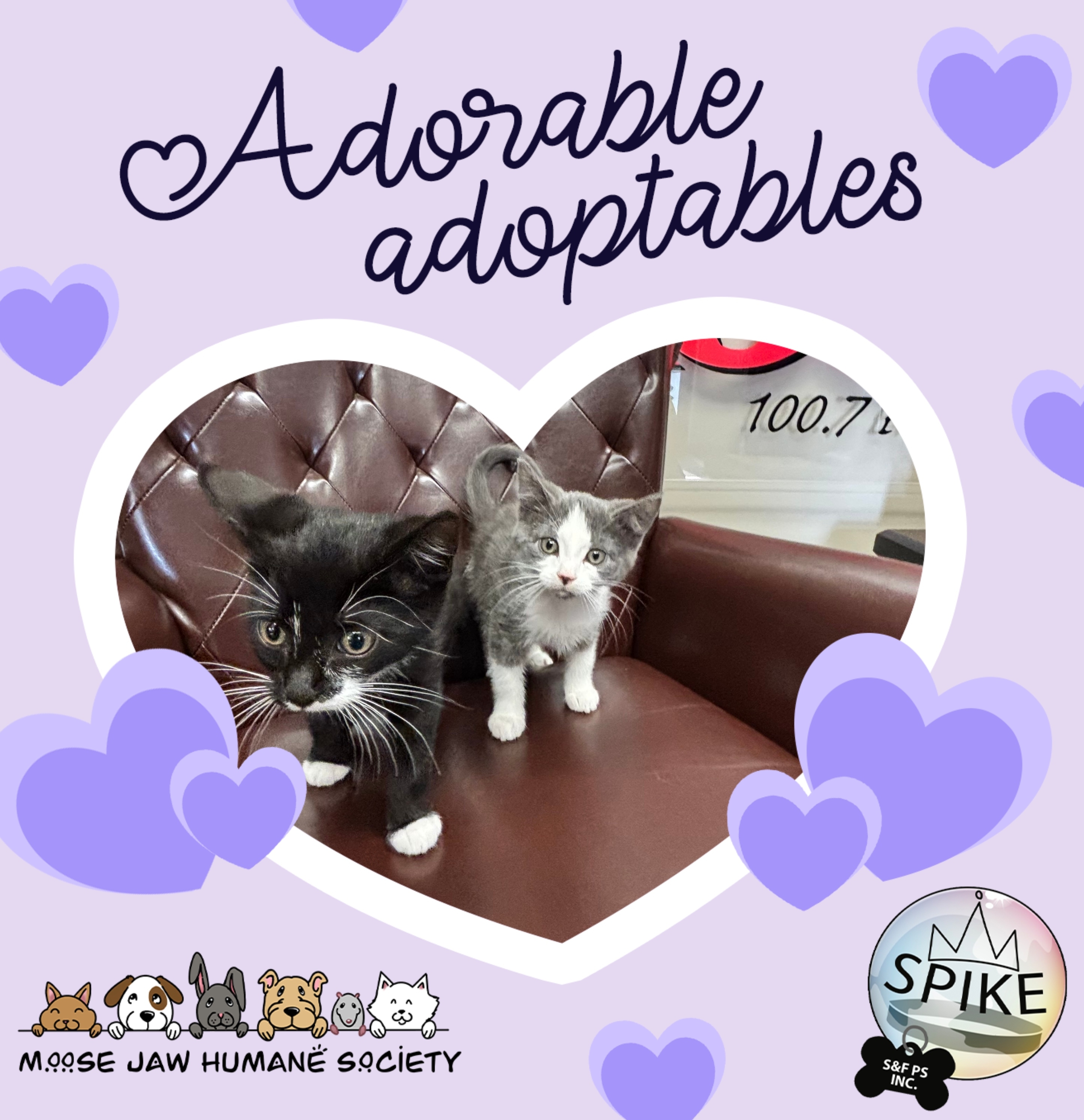 Meet Lucy & Mikey May 9th's Spike & Friends Pet Services INC. Adorable Adoptable ...